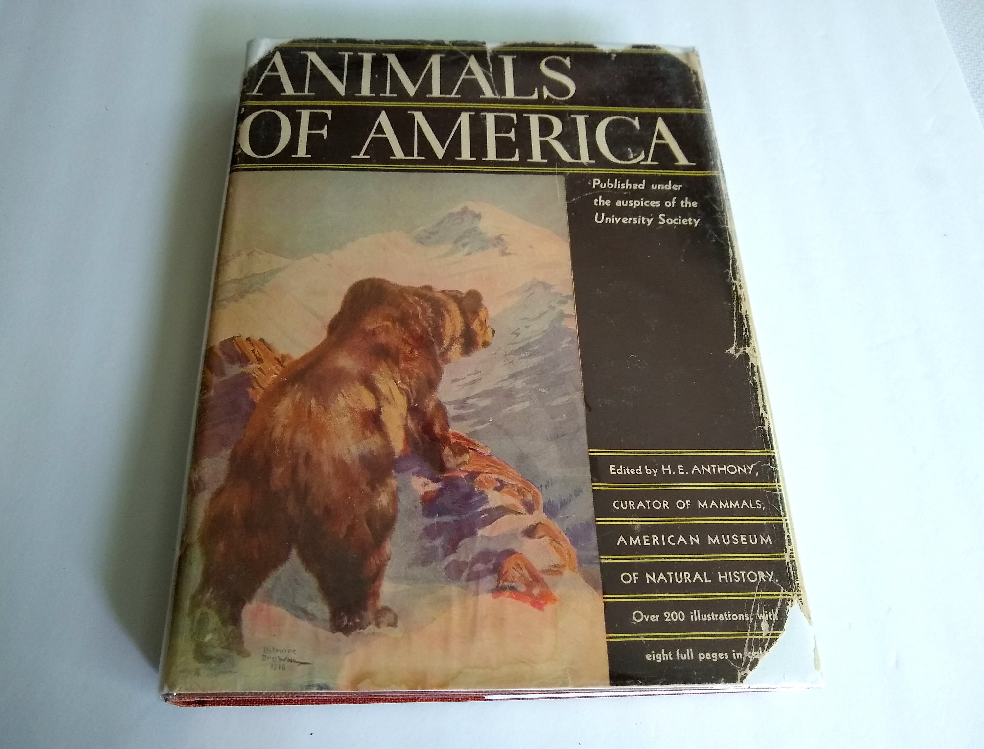 Rare 1937 Edition Animals of America, "mammals of America" Published ...