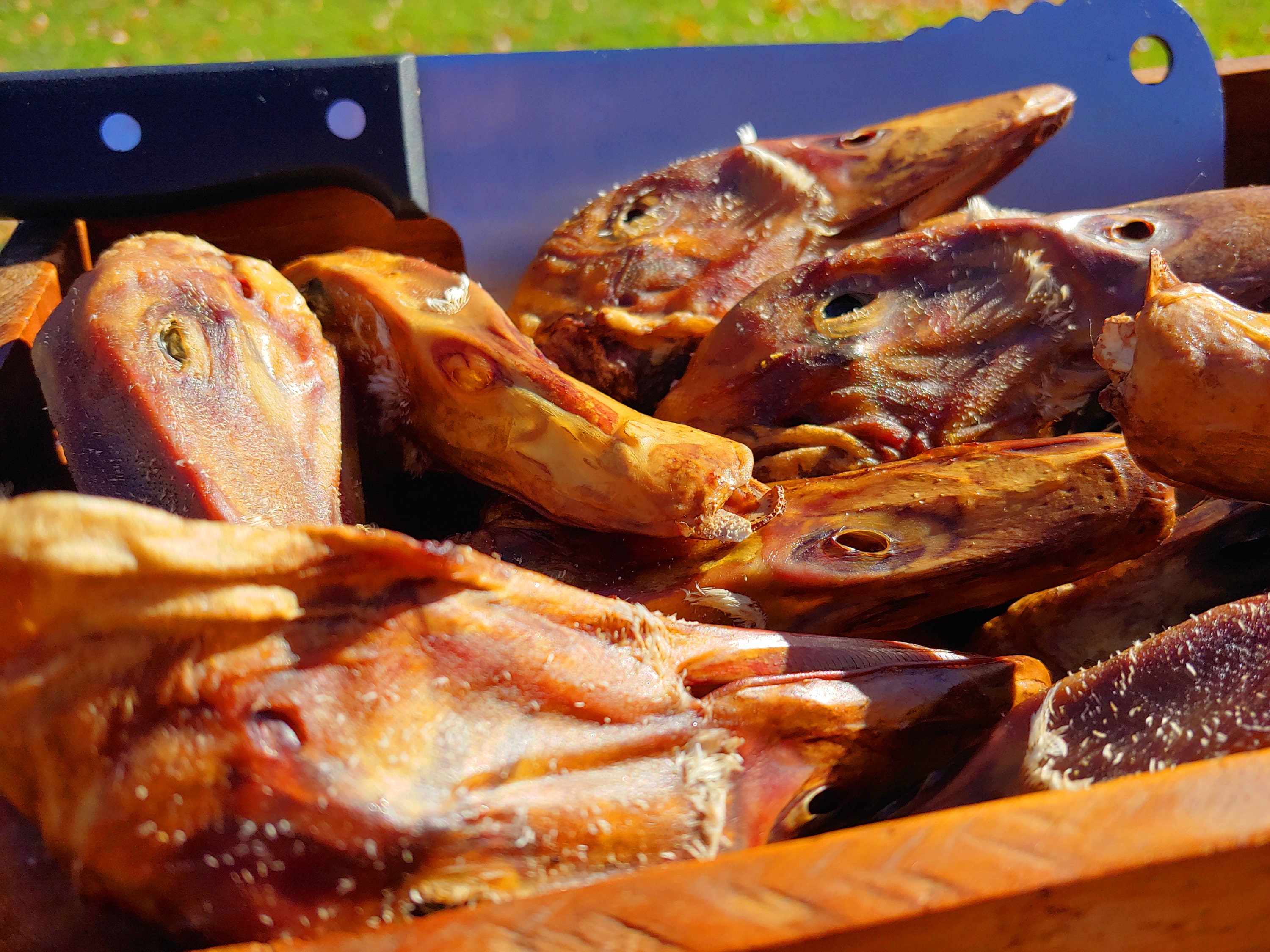 10 Pack Dehydrated Duck Heads - Etsy