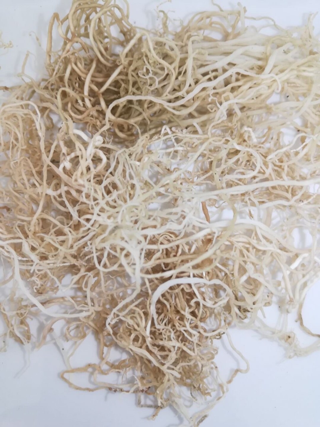 16 Oz of Macaroni Gold Seamoss Wholesale - Etsy