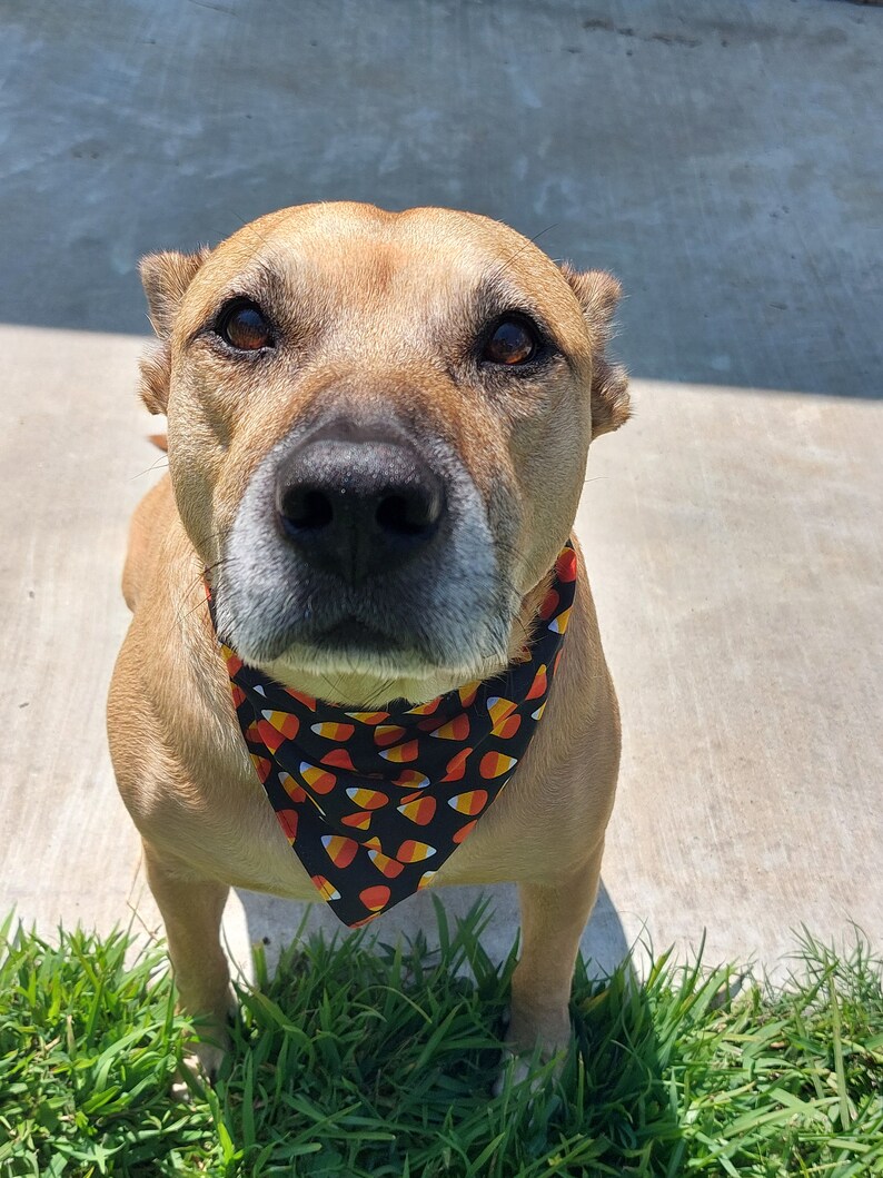 Handmade Halloween Candy Corn Dog & Cat Bandana, Tie-on Fall Pet Scarf ...