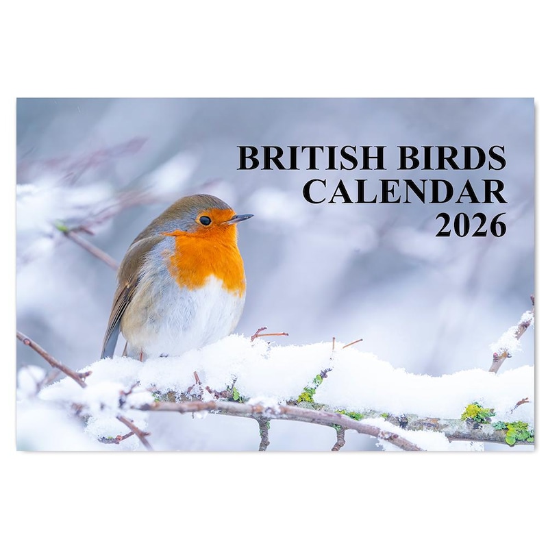 Small Bird Calendar 2026 - Etsy UK
