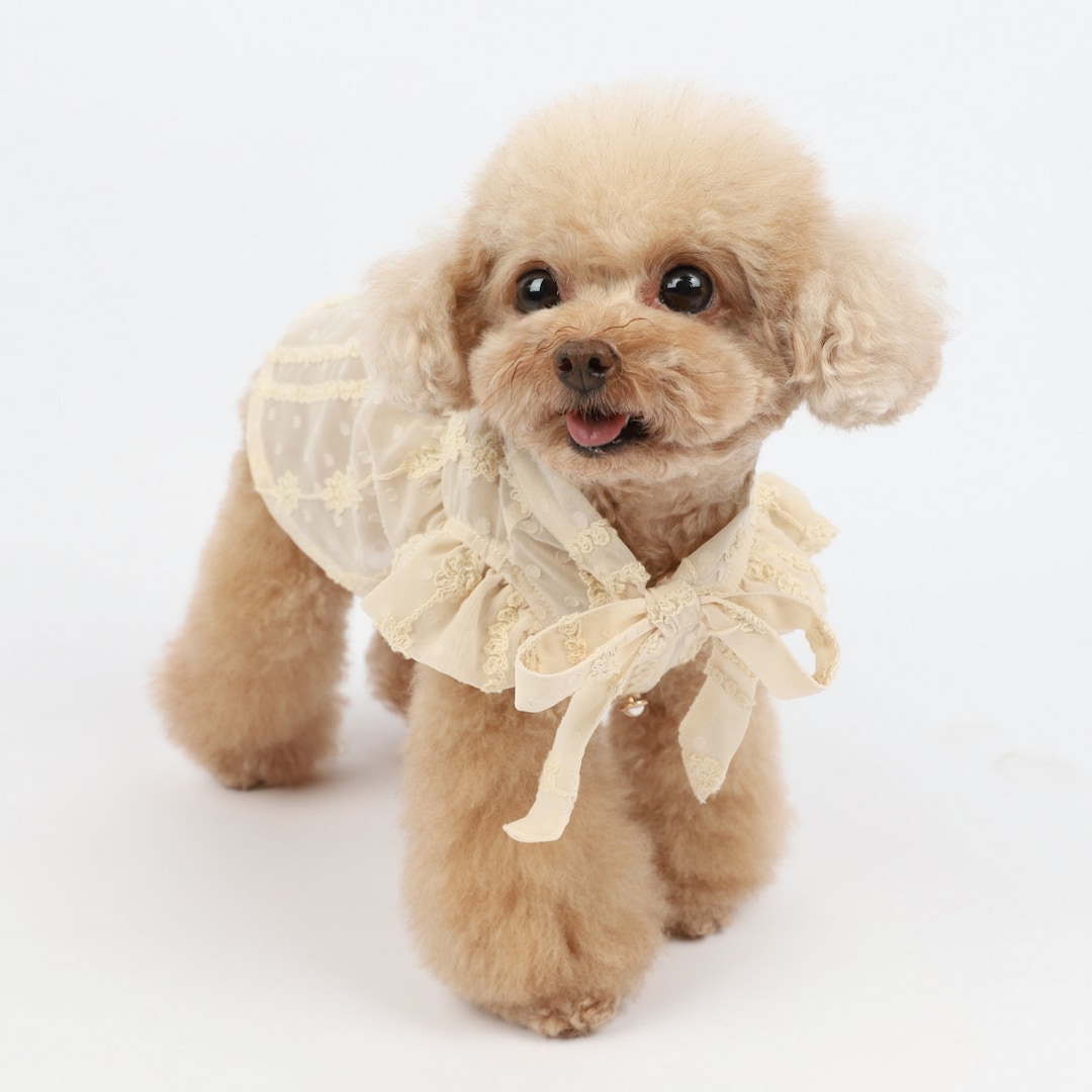 Embroidered Chiffon Pet Dress / Lace Dog Dress - Etsy