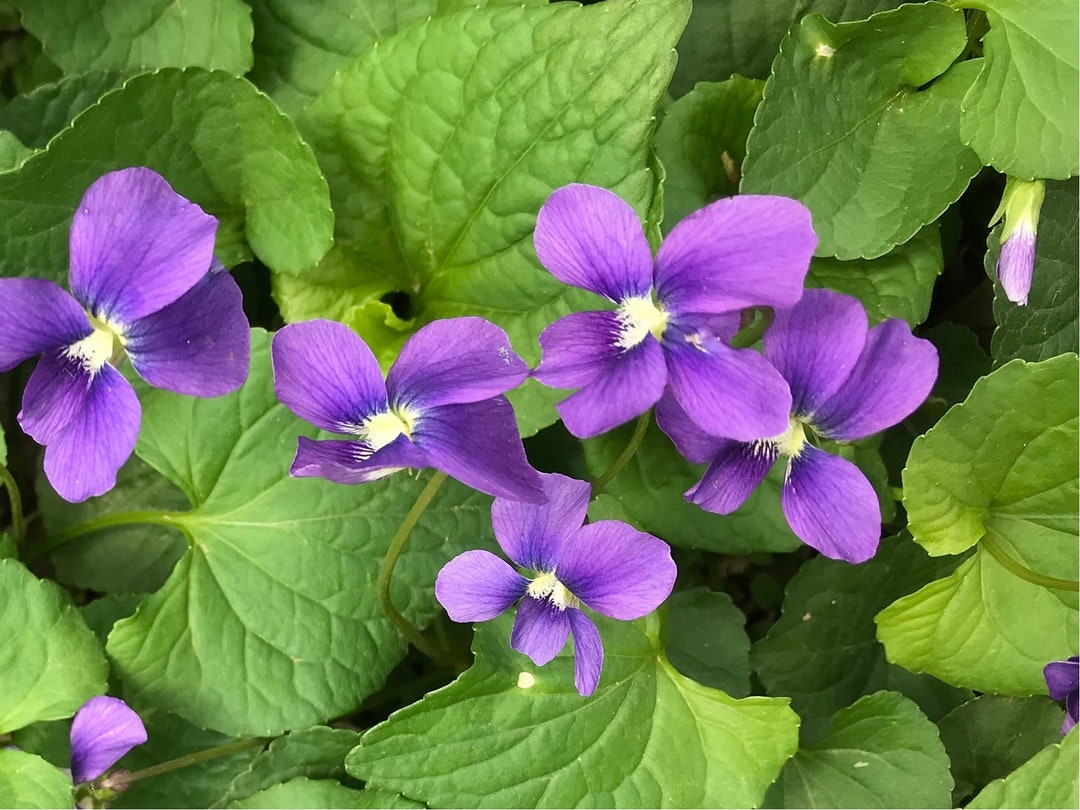 50 Wild Violet Plants - Etsy