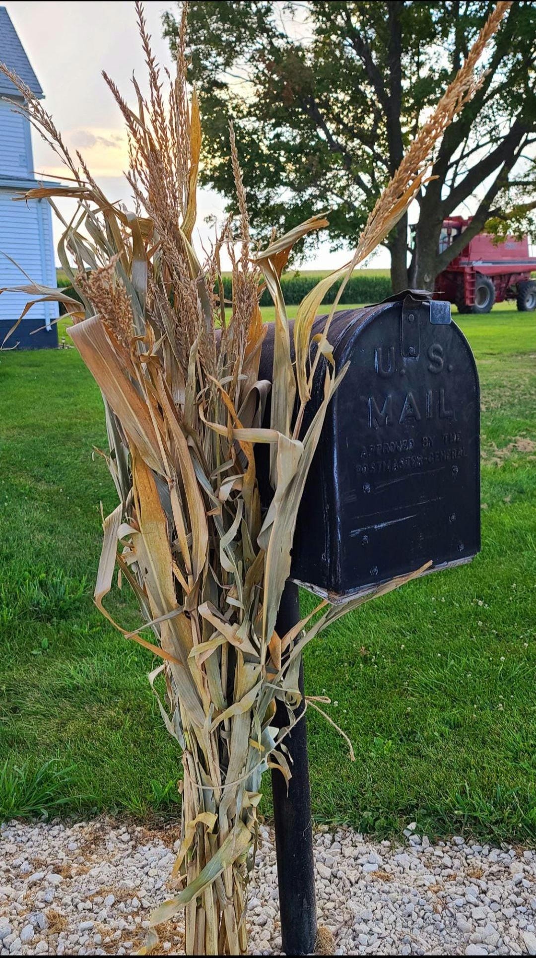 32 Inch Dried Corn Stalks Bundle Fall Decor Halloween/thanksgiving Fall ...