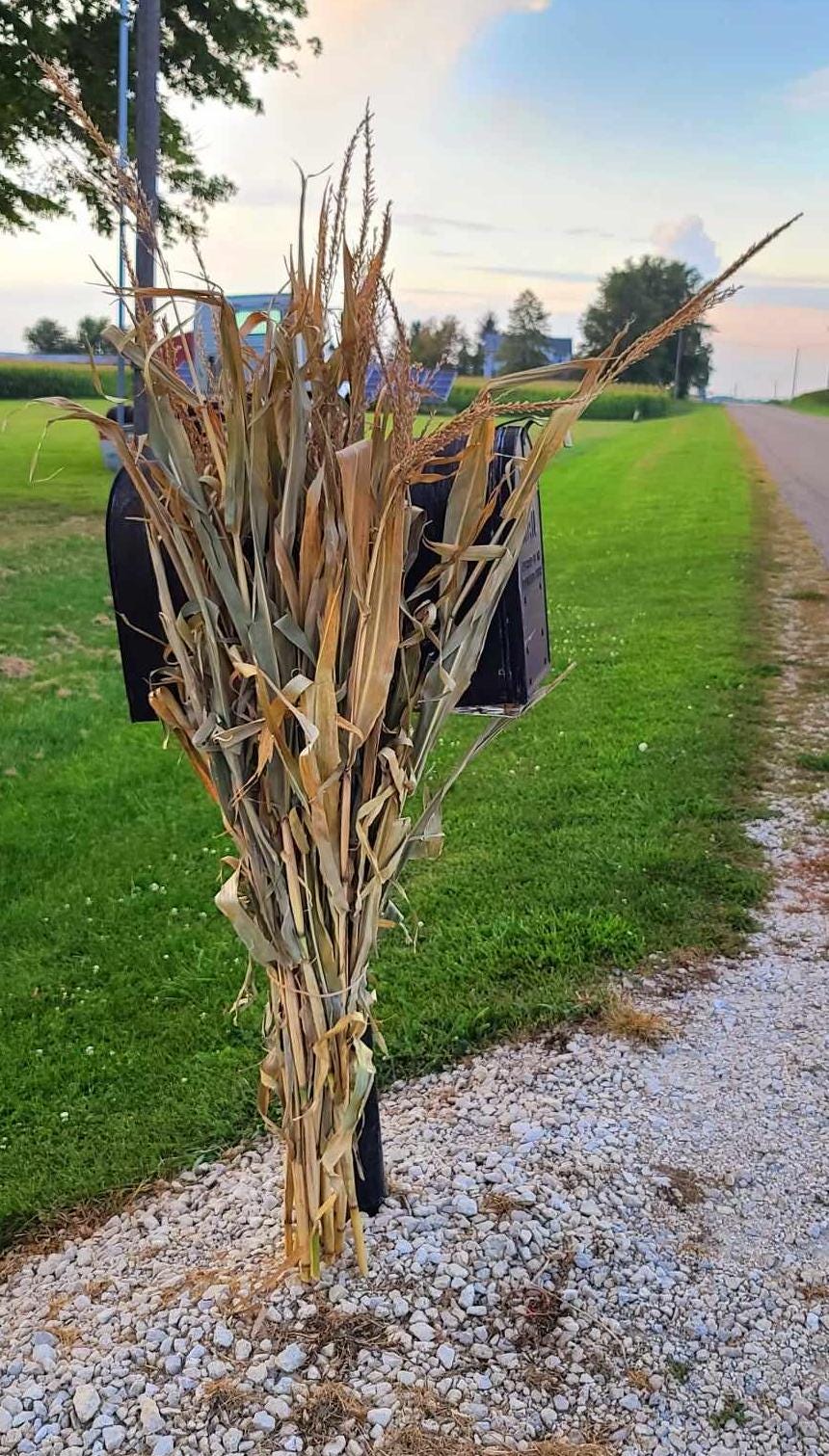 Dried Corn Stalks Bundle Fall Decor Thanksgiving Halloween & Fall - 72 ...