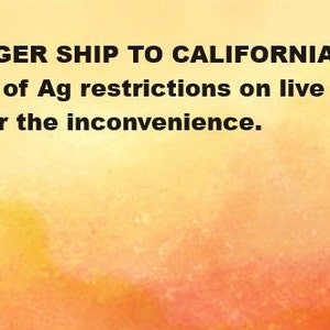 Dried Corn Stalks Bundle Fall Decor Thanksgiving Halloween & Fall - 72 ...