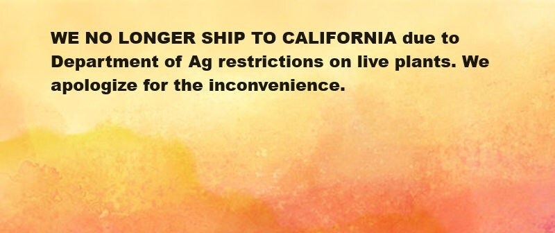 32 Inch Dried Corn Stalks Bundle Fall Decor Halloween/thanksgiving Fall ...