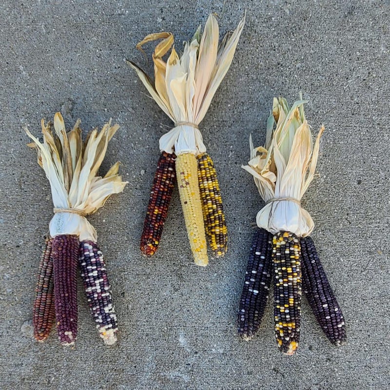 Indian Corn - Etsy