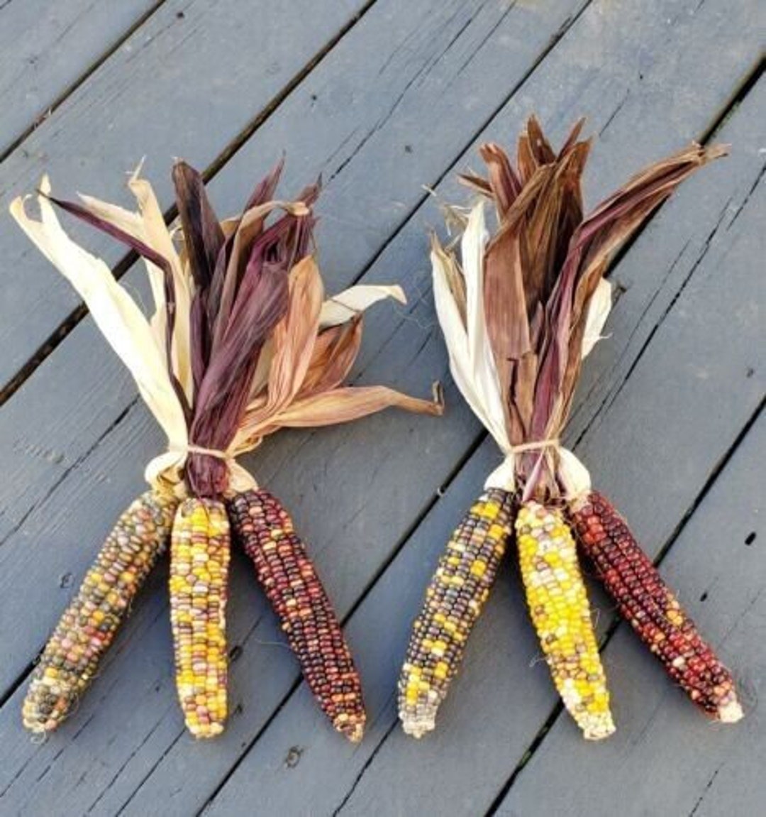 Indian Corn With Husks 6-7 Fall Decor Ornamental Thanksgiving Halloween ...