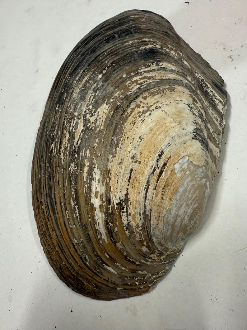 Giant Seashell: Natural Ocean Shell, Coastal Home Decor - 1580 Ct Size ...