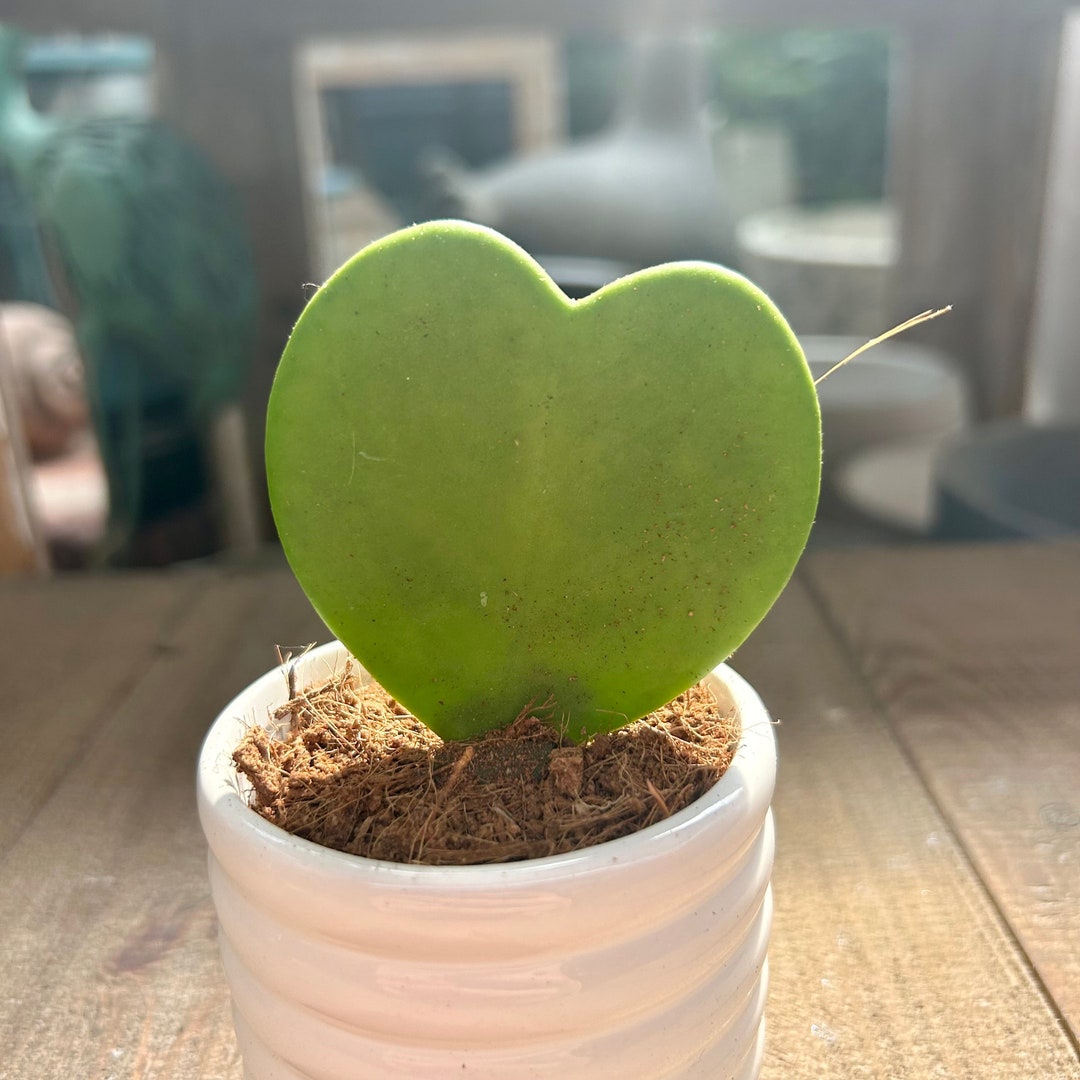 Eenvoudige hartvormige plant Hoya Romantische plant cadeau-idee ...
