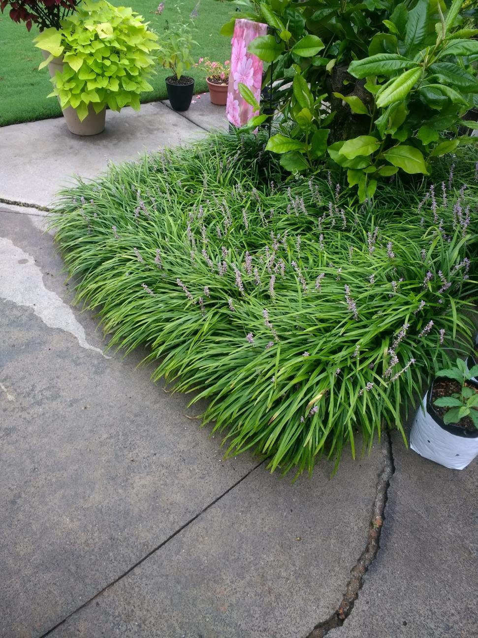 Lirope - 5 Bareroot Plants - Great Ground Cover and Erosion Contoller ...