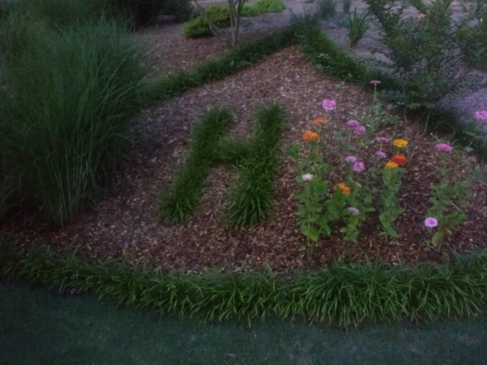 Lirope - 5 Bareroot Plants - Great Ground Cover and Erosion Contoller ...