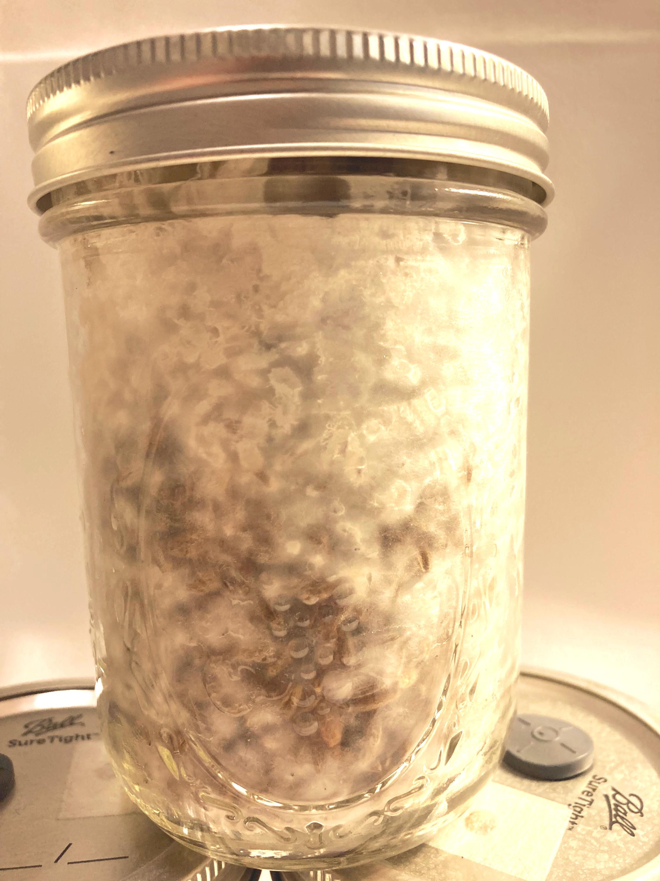 Mushroom Substrate Block “pasteurize at Home” Wood-based Blend Designed ...