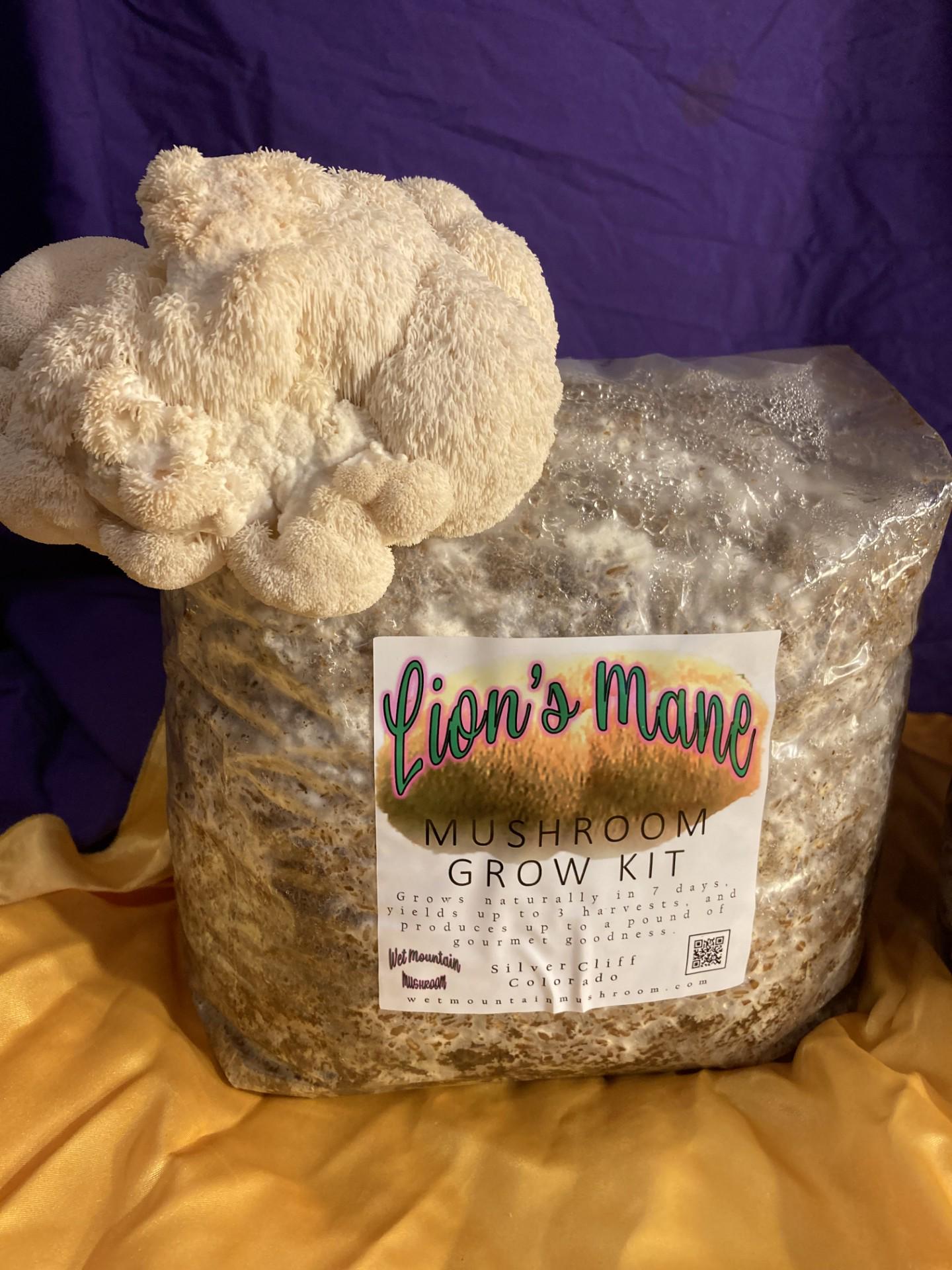 Mushroom Substrate Block “pasteurize at Home” Wood-based Blend Designed ...