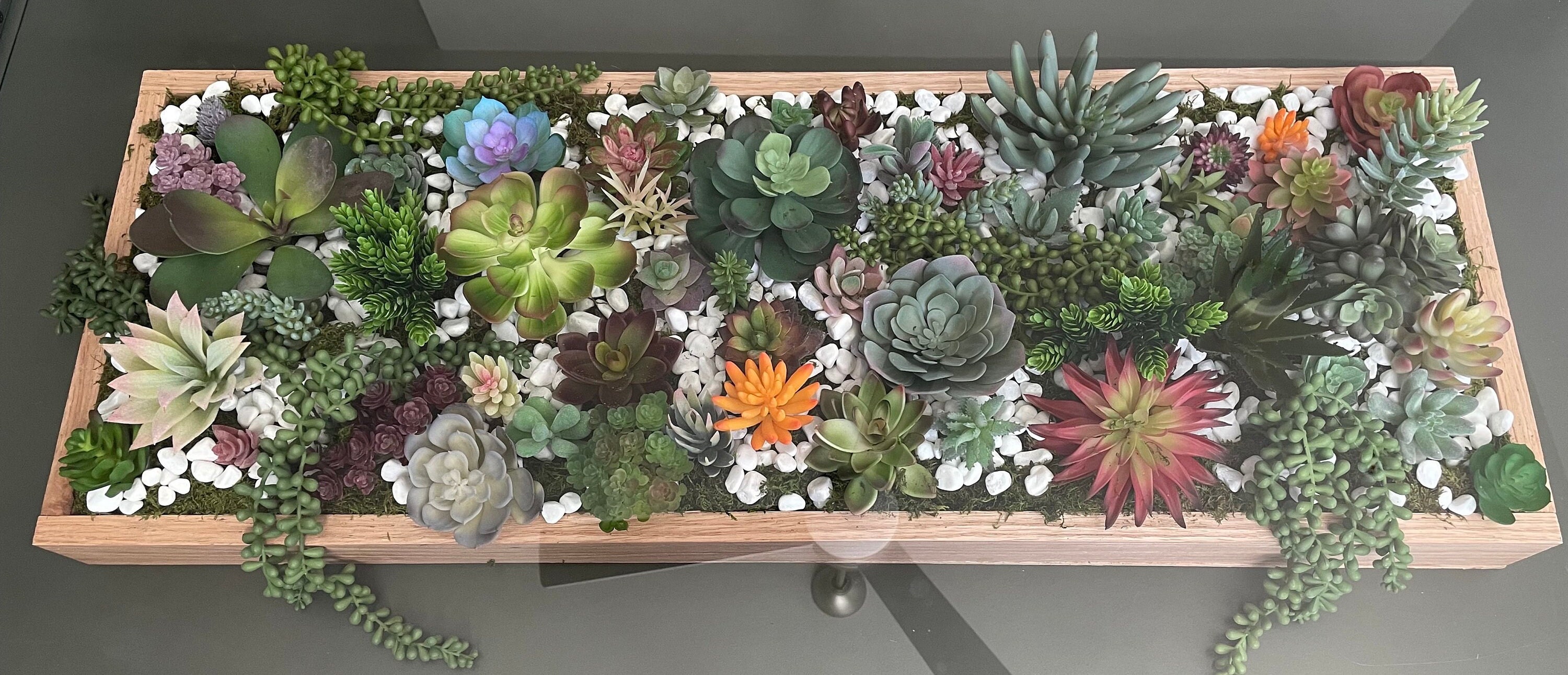 Custom Succulent Display - Etsy
