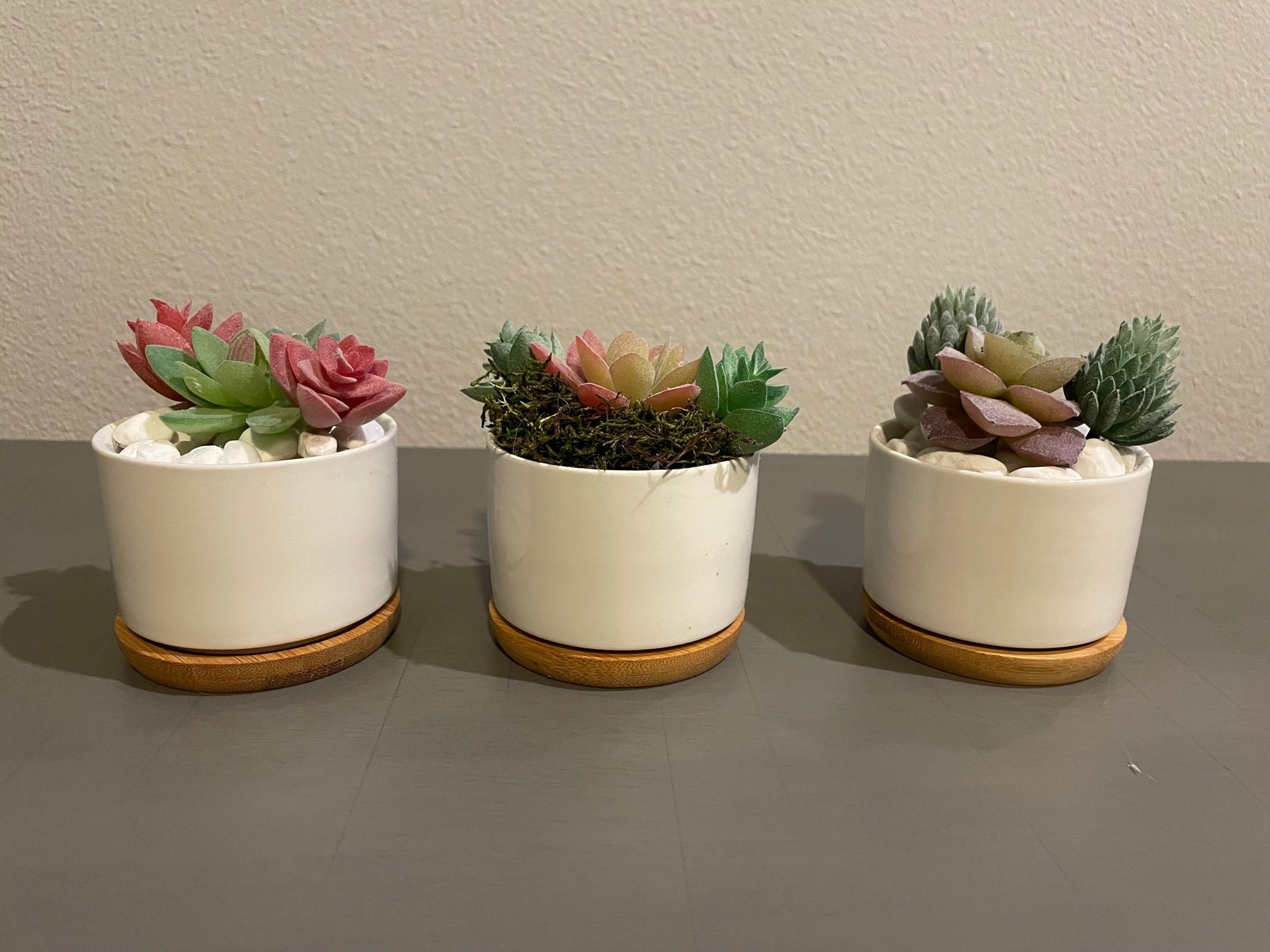 Diy Succulent Kit - Etsy
