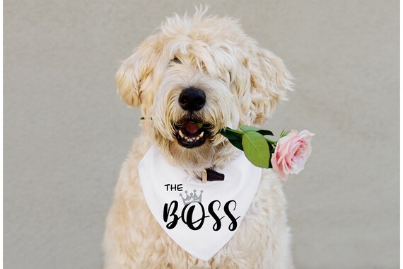 The Boss PNG Dog Bandana PNG Sublimation Designs Downloads - Etsy