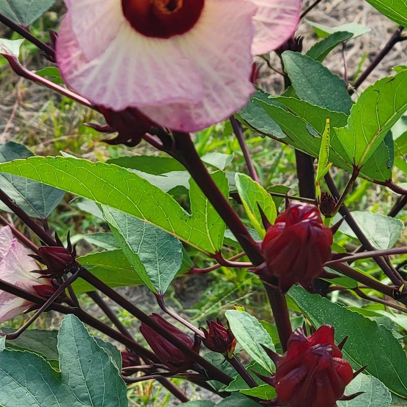 Rose of Sharon Plants - Etsy