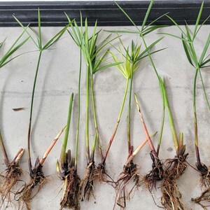 Papyrus Plant (4 Rooted Starts) - Etsy