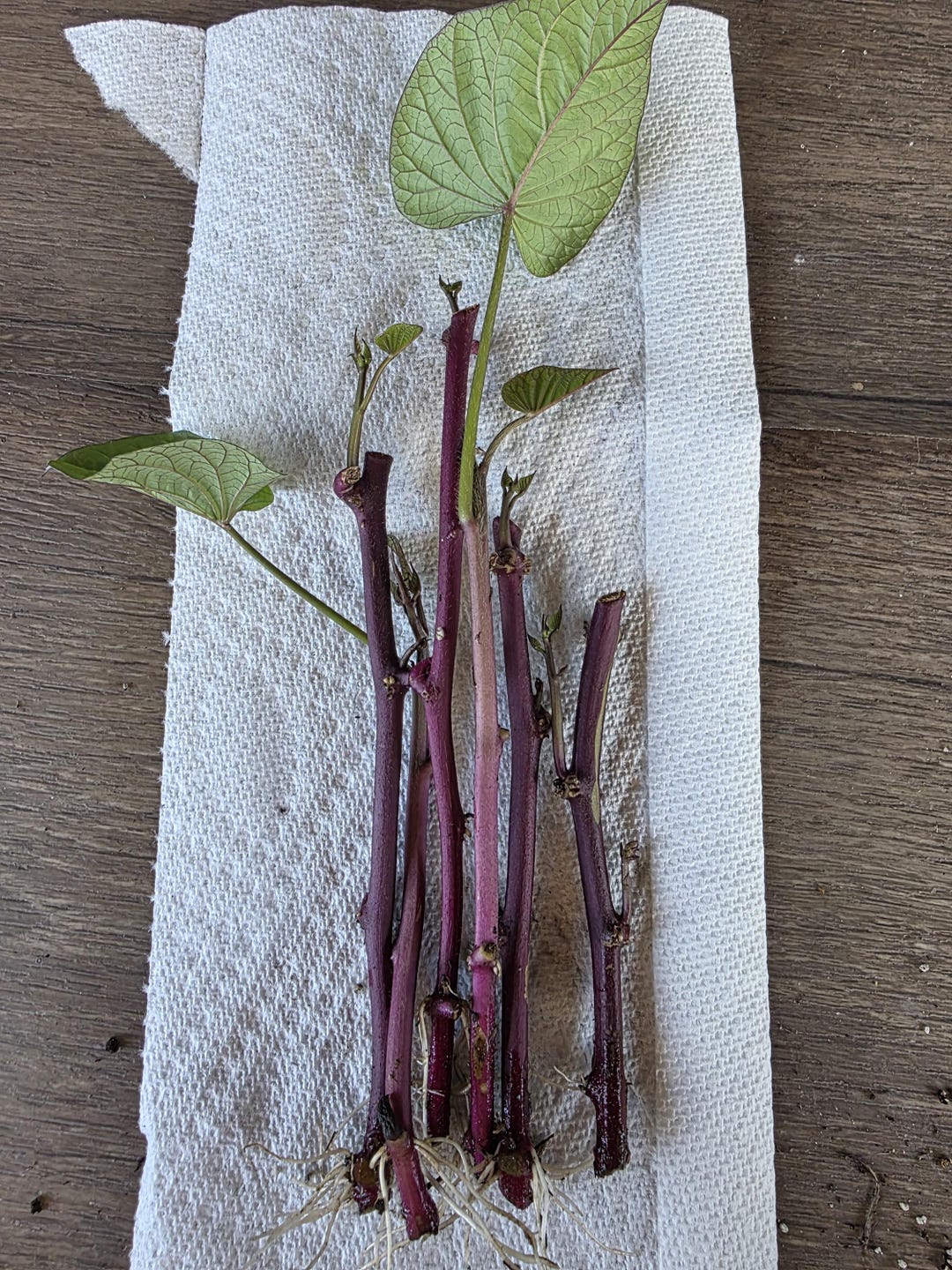 Beauregard Sweet Potato Slips (6 Rooted) - Etsy