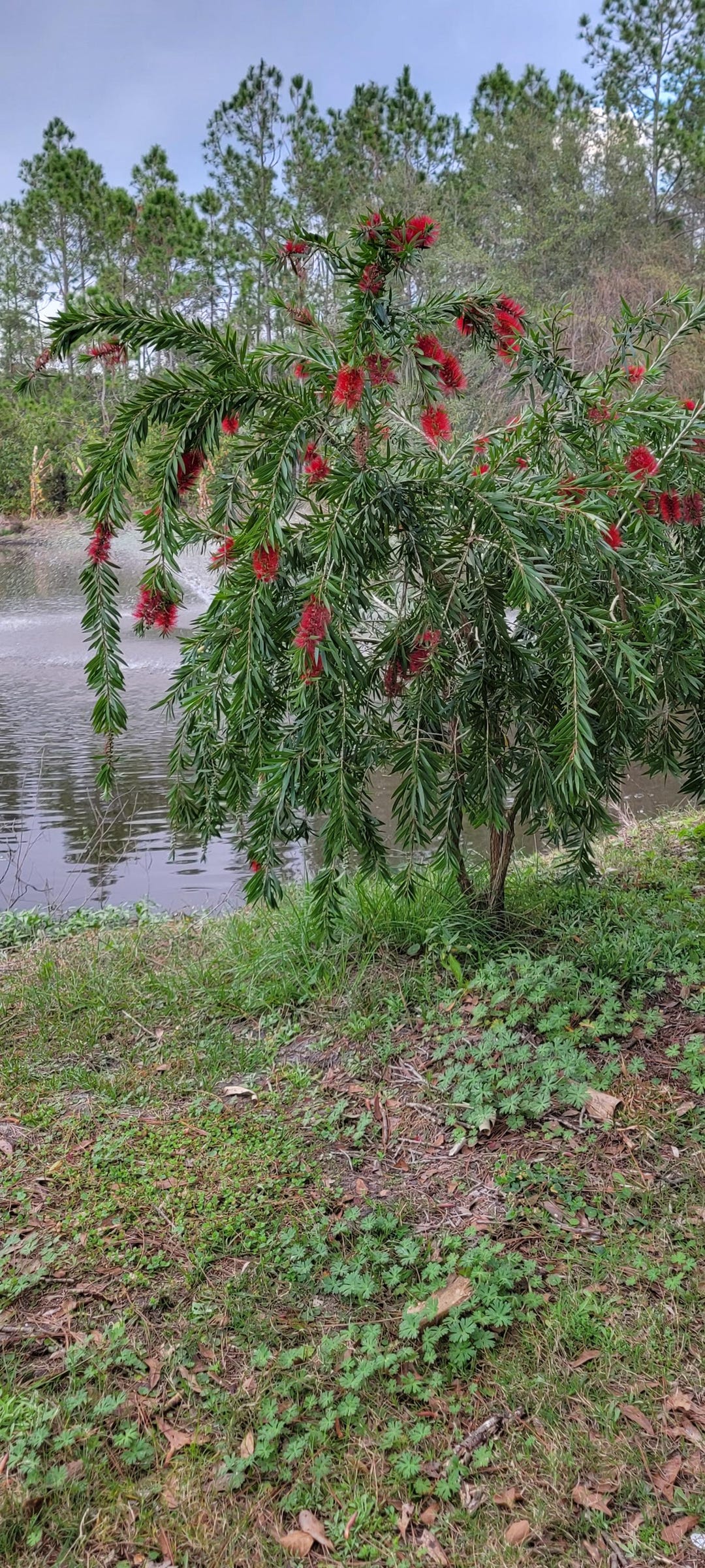Weeping Bottle Brush - Etsy