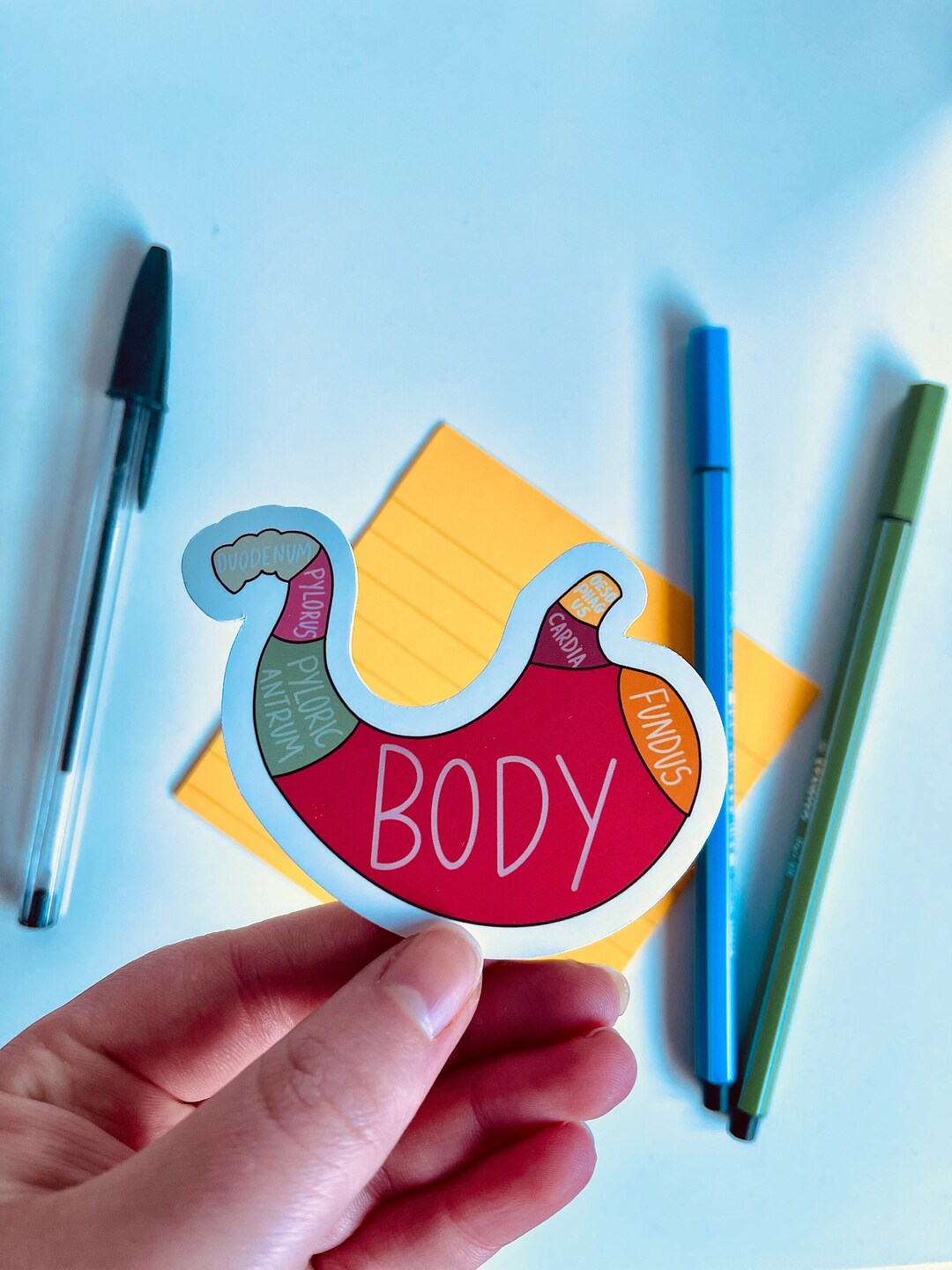 Labelled Anatomical Stomach Sticker Healthcare Students - Etsy