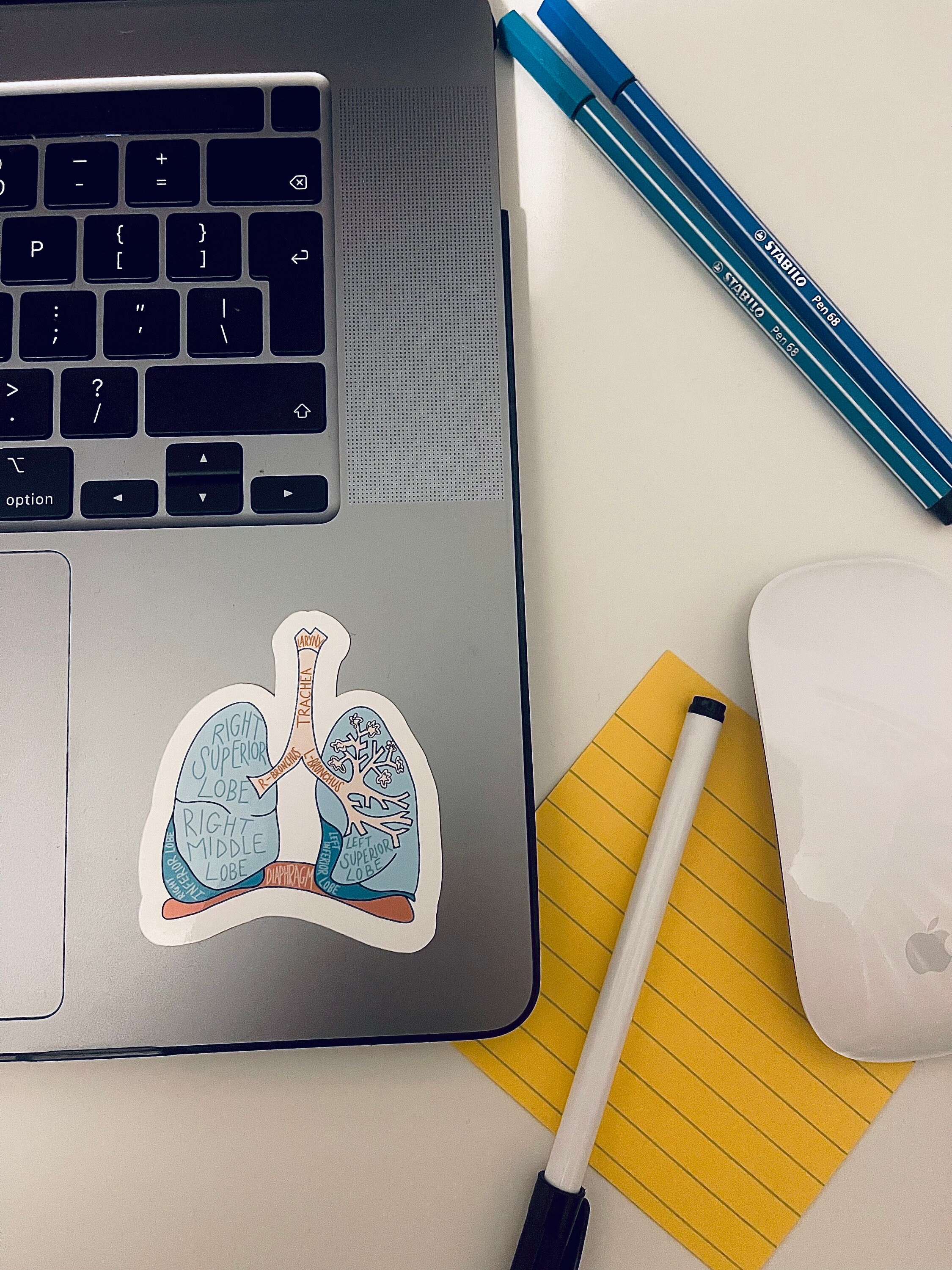 Labelled Anatomical Lung Sticker Medical Healthcare Students - Etsy UK