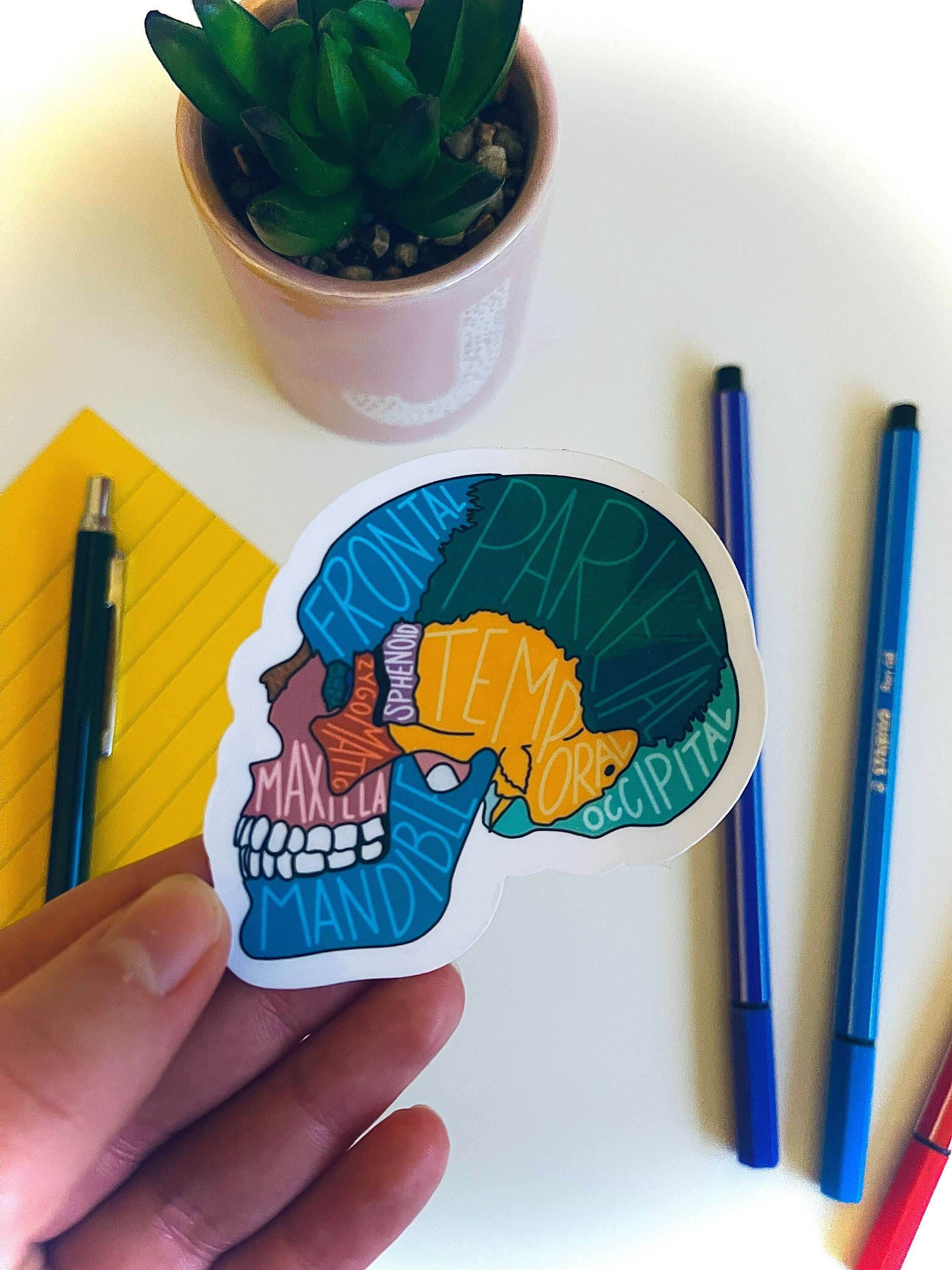 Labelled Anatomical Skull Sticker Medical Healthcare | Etsy
