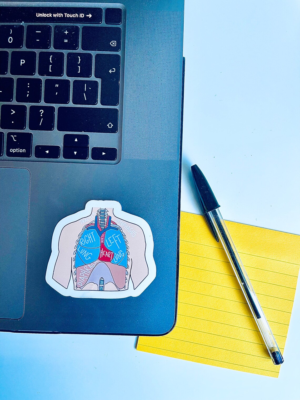 Labelled Anatomical Chest Sticker Healthcare Students | Etsy