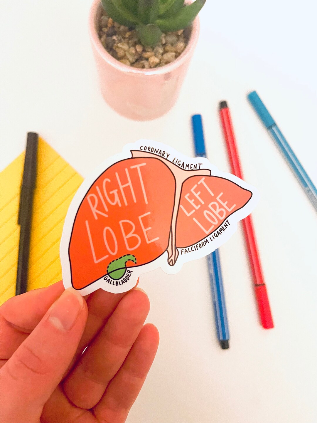 Labelled Anatomical Liver Sticker Medical Healthcare Students - Etsy