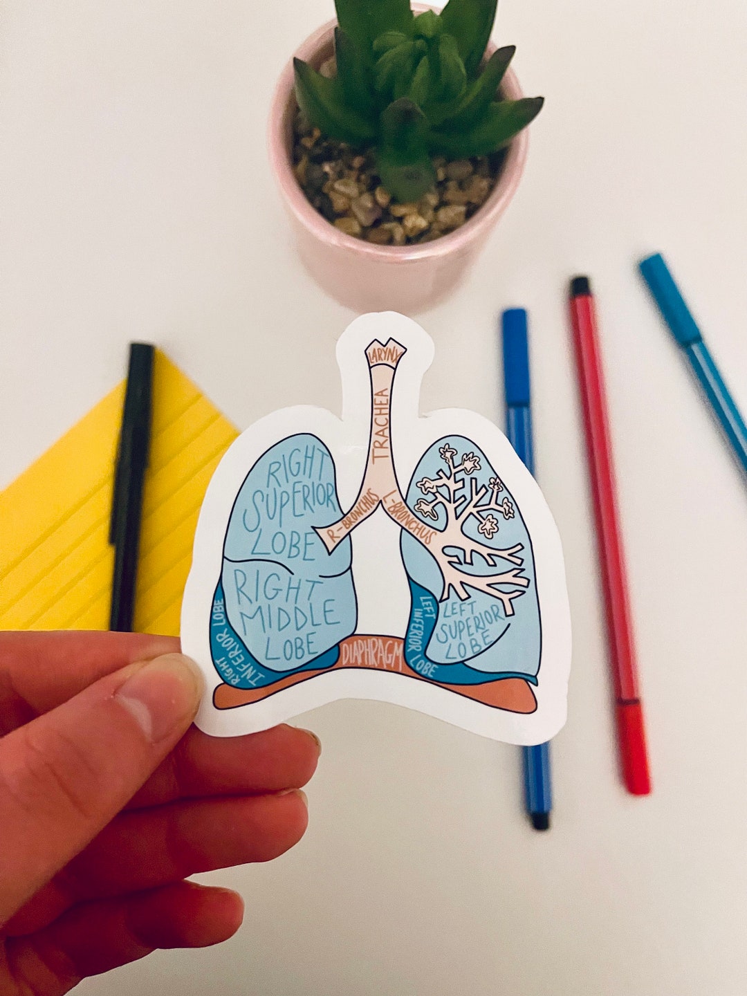 Labelled Anatomical Lung Sticker Medical Healthcare Students - Etsy