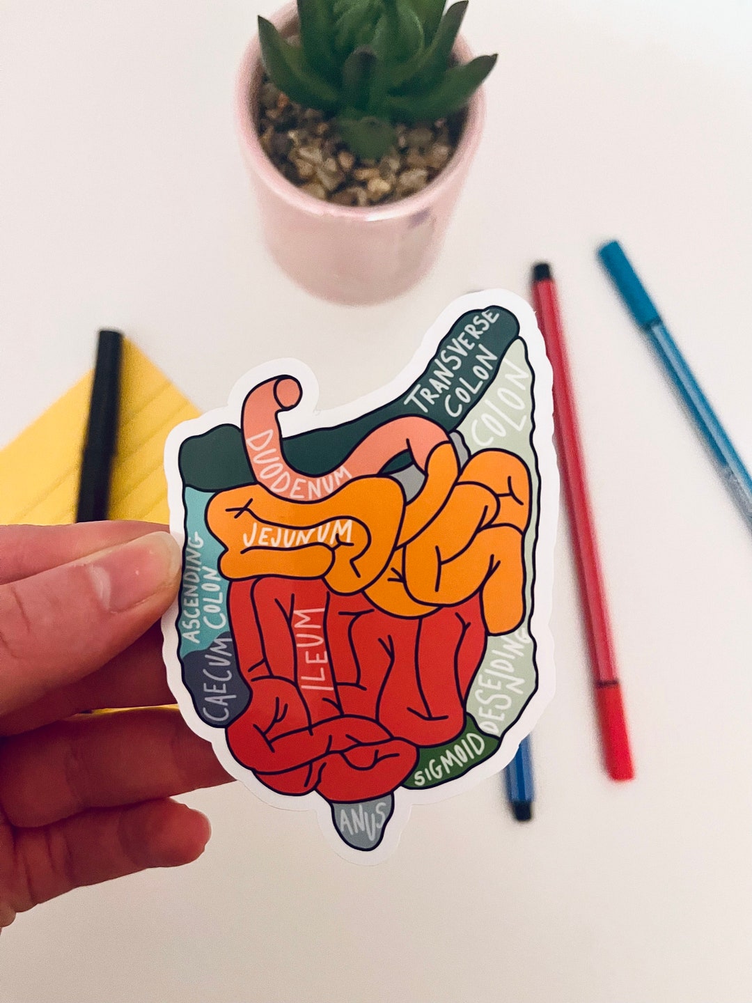 Labelled Anatomical Intestine Sticker Healthcare Students - Etsy