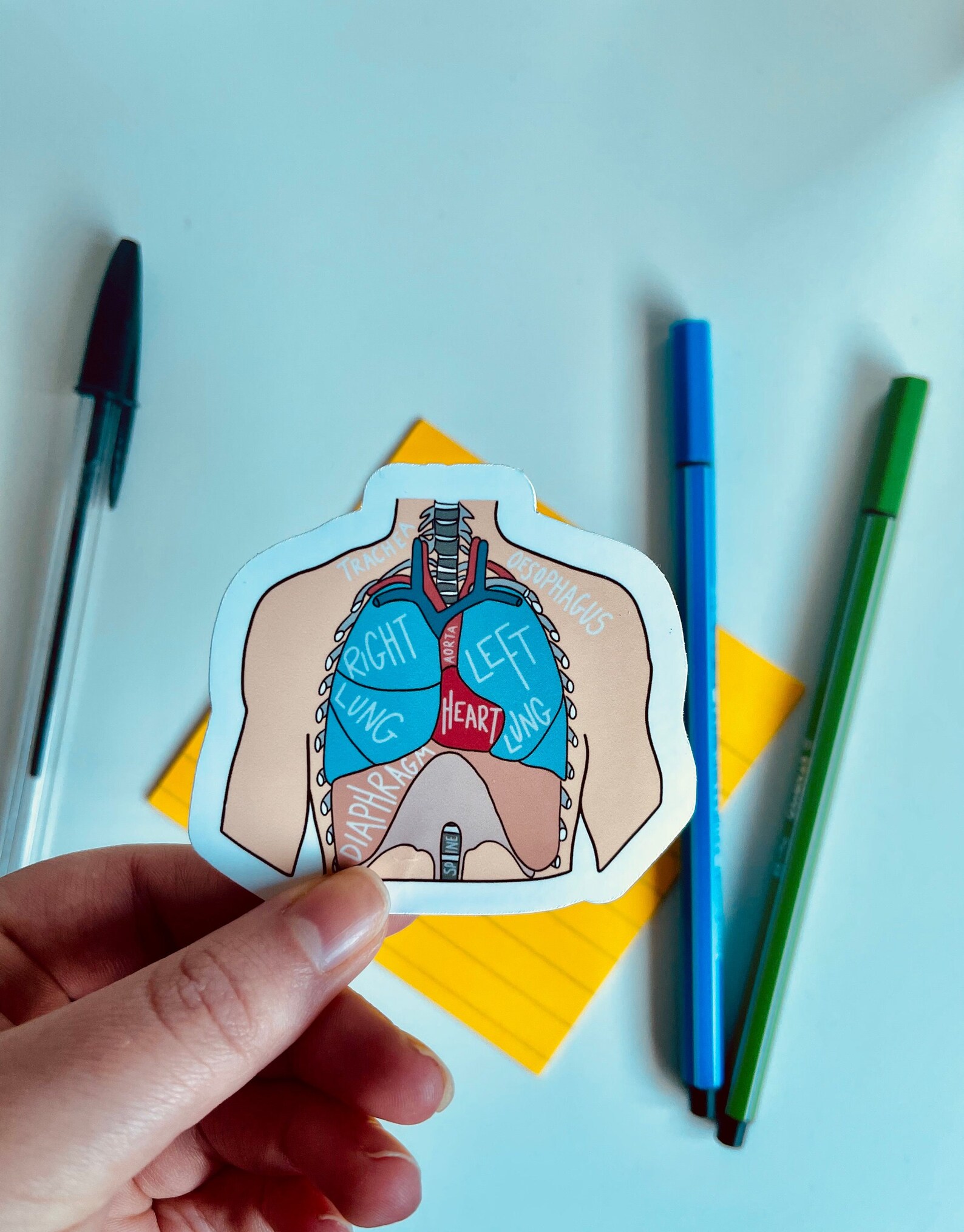 Labelled Anatomical Chest Sticker Healthcare Students | Etsy
