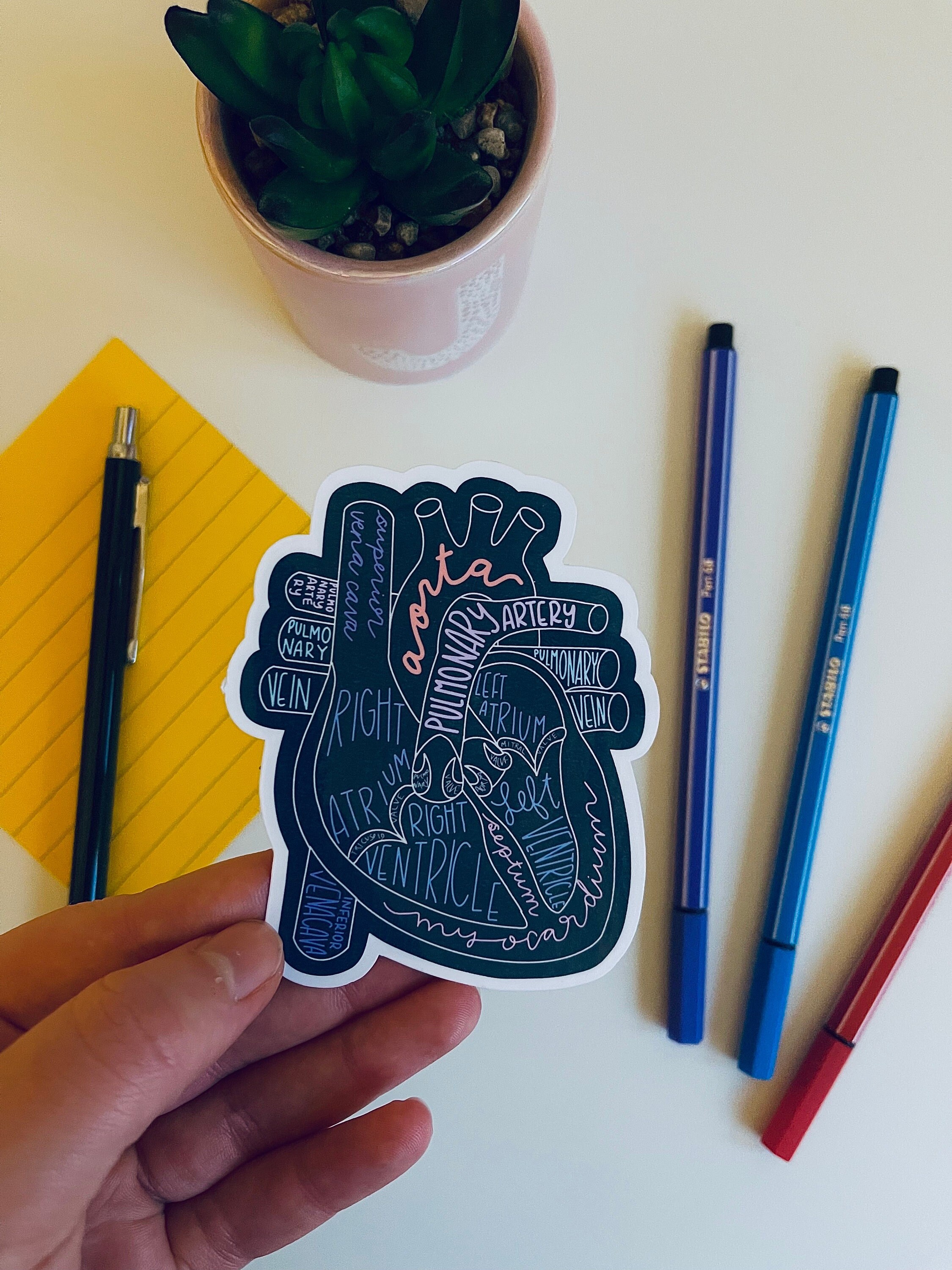 Labelled Anatomical Heart Sticker Healthcare Medical - Etsy