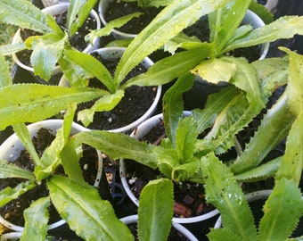 Shadow Benny Seeds - Etsy