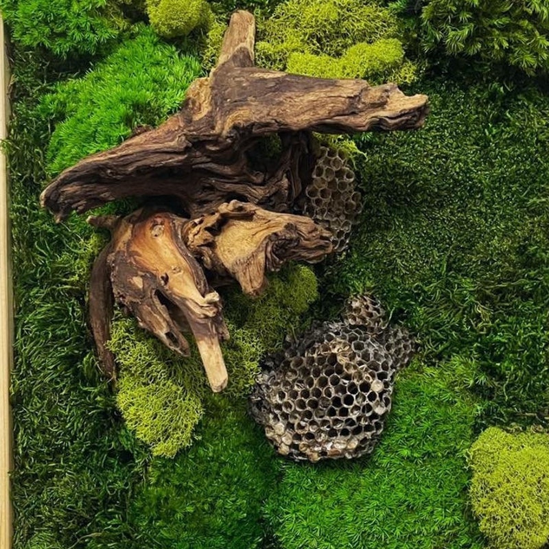 Biophilic Art - Etsy