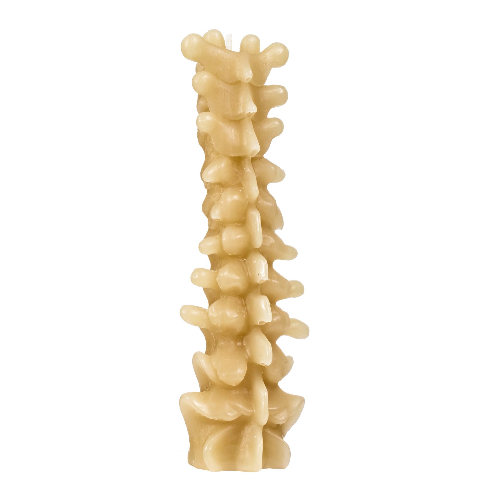 Zellinni Spine Candle Spinal Cord Bone Decoration for - Etsy