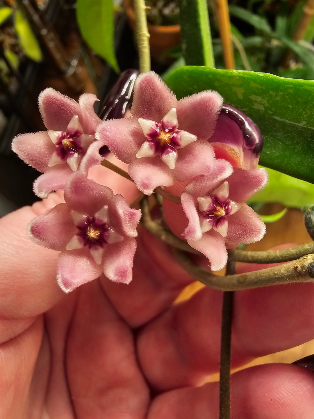 Hoya Minibelle Splash (please Read Description) - Etsy