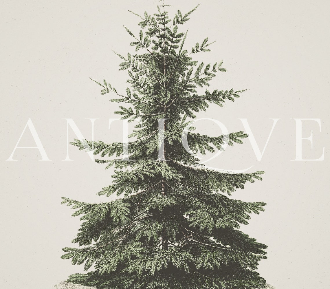 Vintage Fir Botanical Sketch Printable Christmas Tree Pine - Etsy