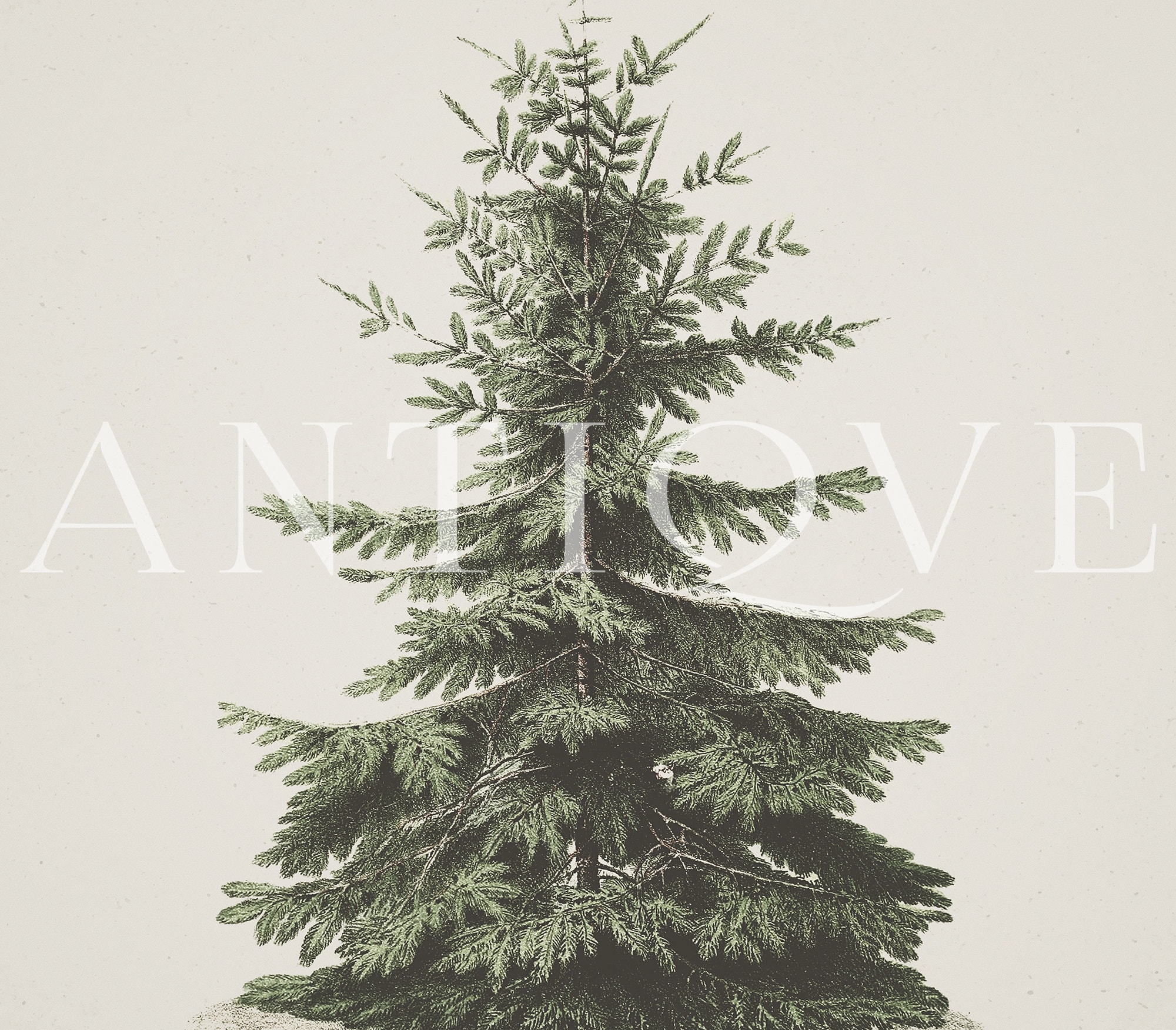 Vintage Fir Botanical Sketch Printable Christmas Tree Pine - Etsy