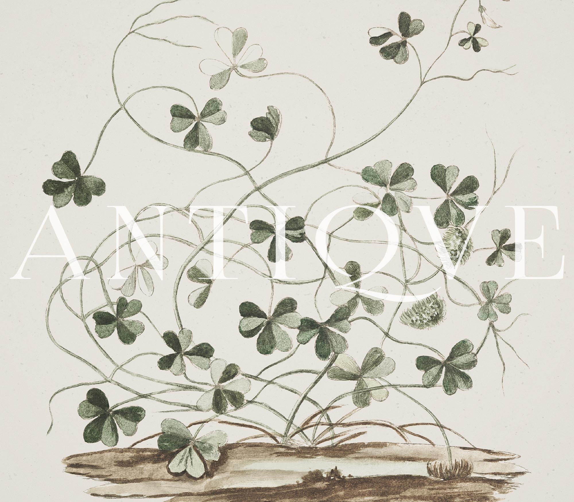 Vintage Botanical and Robin Sketch Print Set Irish Home - Etsy