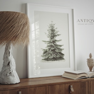 Vintage Fir Botanical Sketch | Printable Christmas Tree | Pine Tree ...