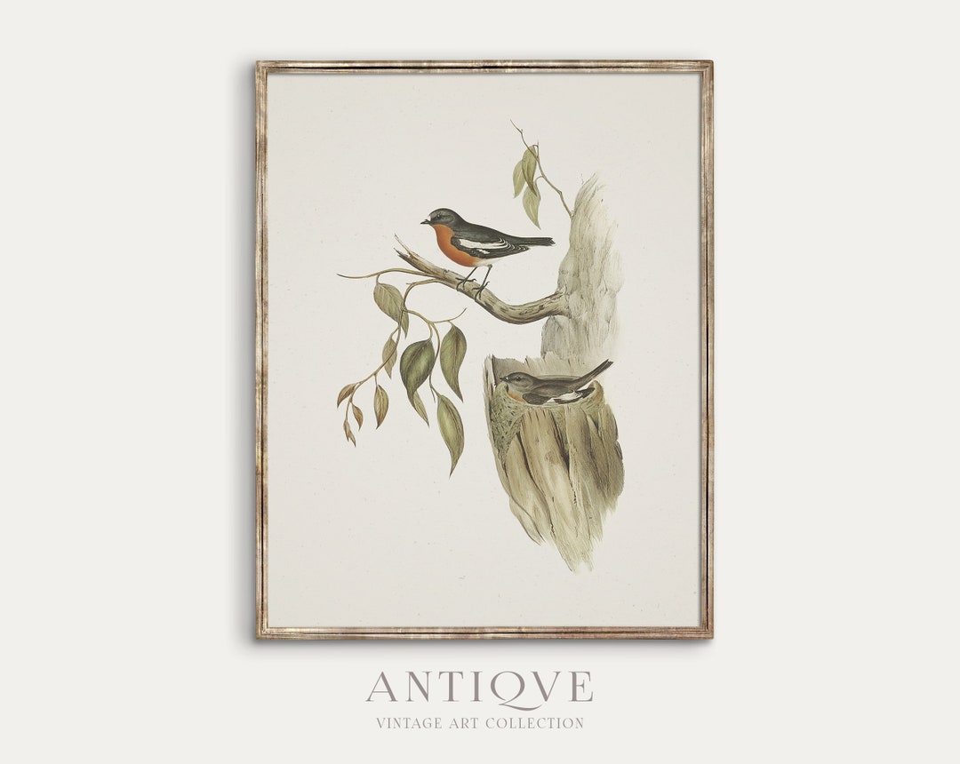 Vintage Robin With Nest Print | Irish Home Decor | Digital Download ...