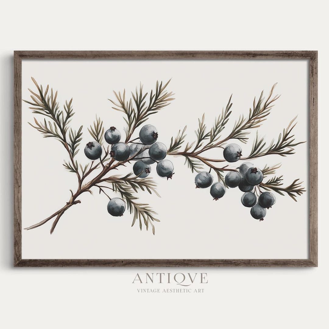 Juniper Berry Branch | Winter Nature Sketch | Rustic Holiday Art ...