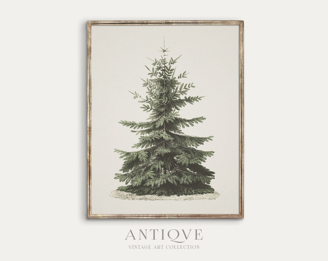 Vintage Fir Botanical Sketch | Printable Christmas Tree | Pine Tree ...