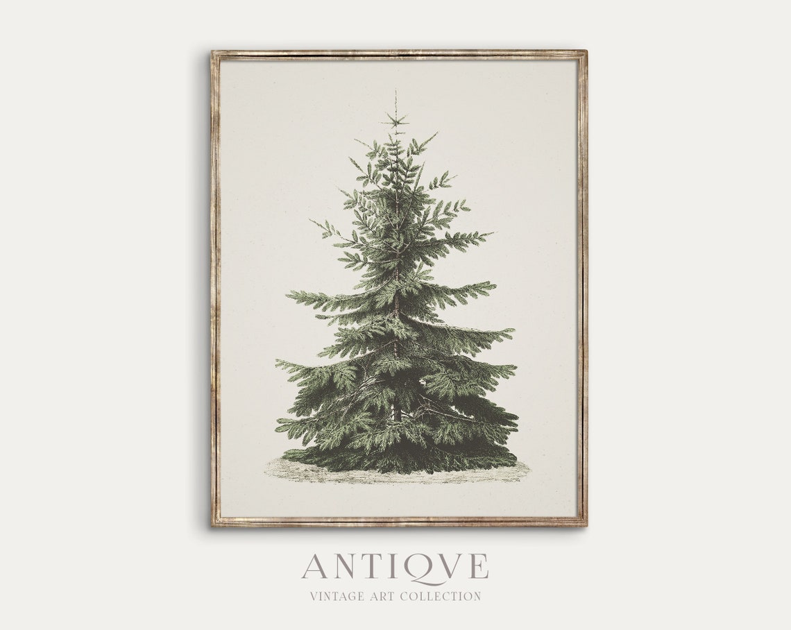 Vintage Fir Botanical Sketch Printable Christmas Tree Pine - Etsy