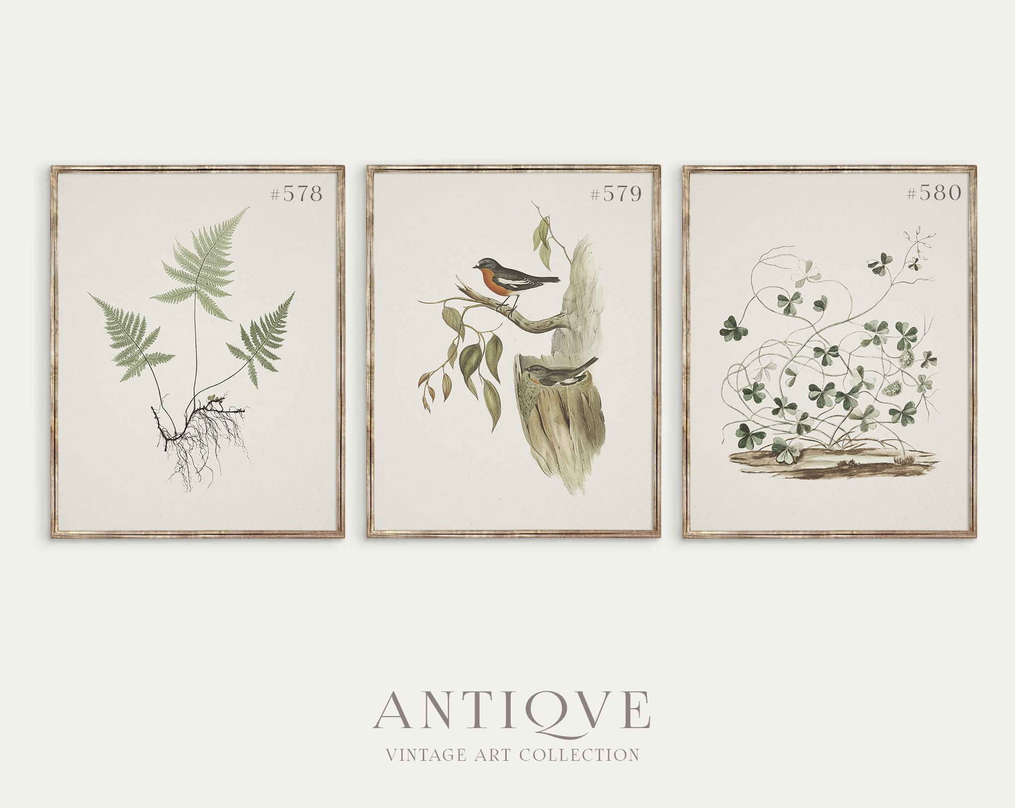 Vintage Botanical and Robin Sketch Print Set Irish Home - Etsy