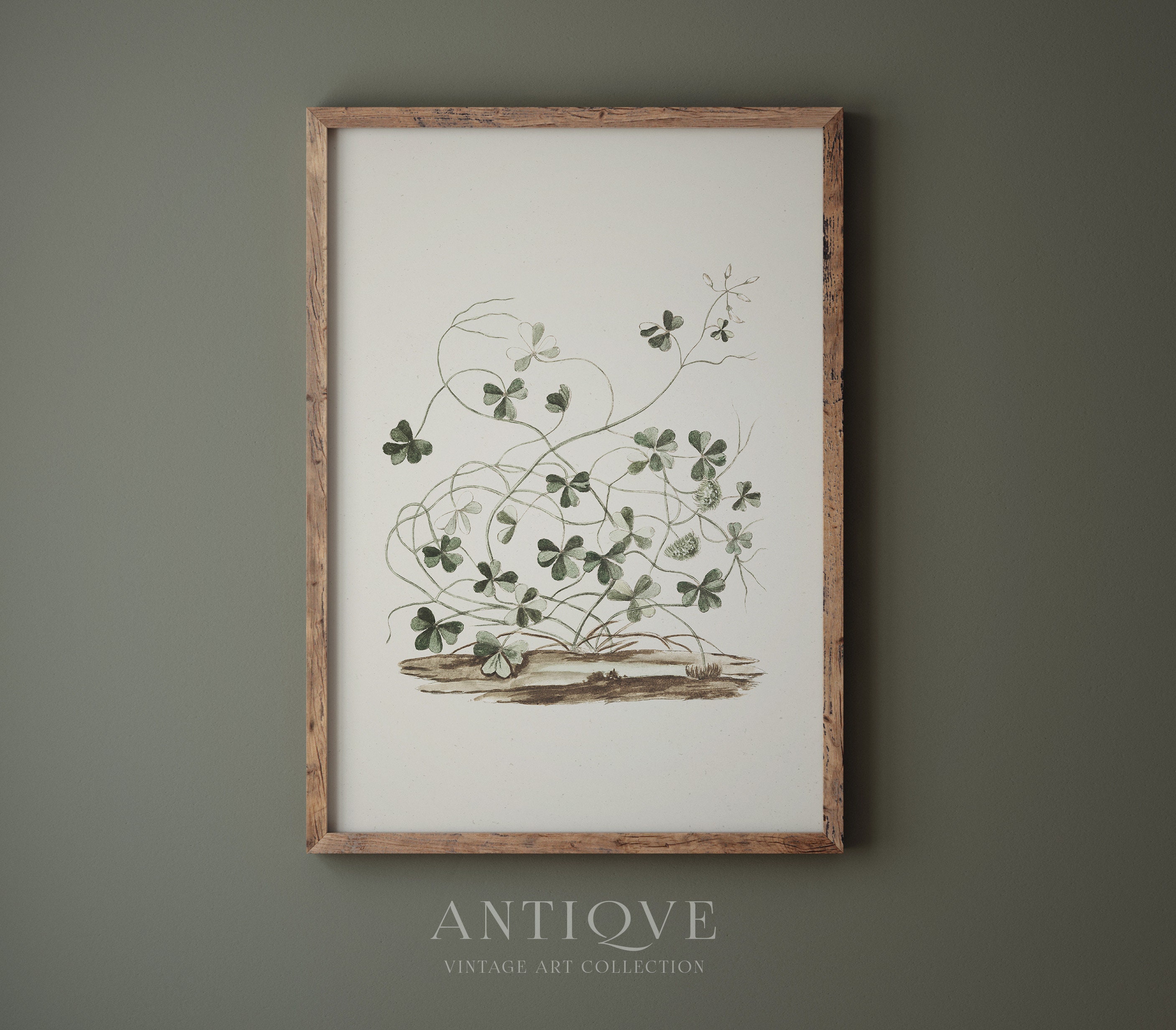 Vintage Botanical and Robin Sketch Print Set Irish Home - Etsy