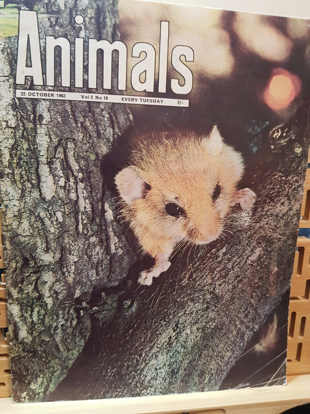 Animals Magazine - October 1963 - Etsy